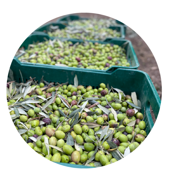 Liquido d'Oro olijfolie - Olivery